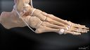 Arthrex - Distal Extremities Anchors - Foot & Ankle